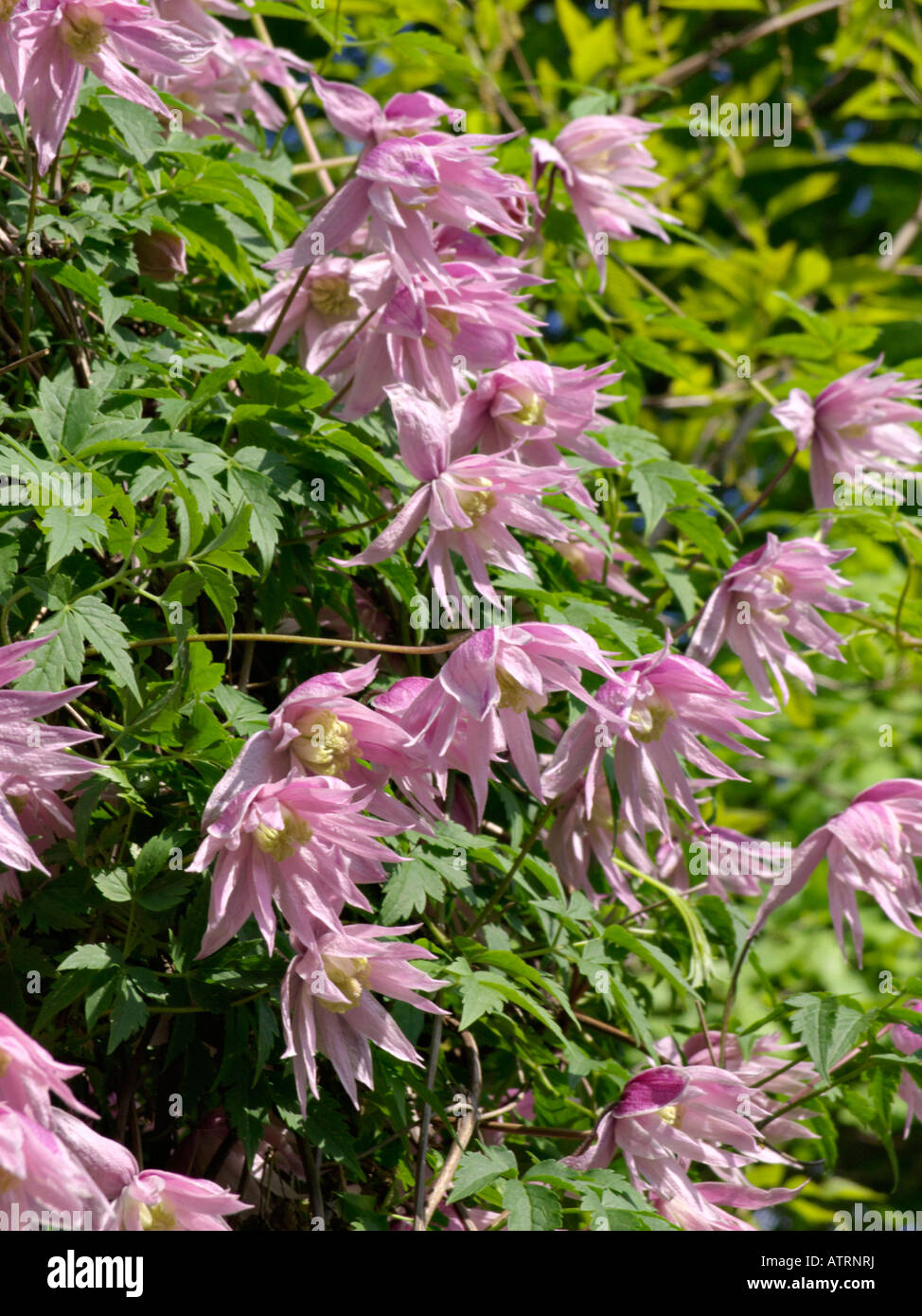 Clematis macropetala hi-res stock photography and images - Alamy