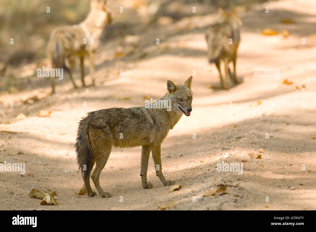 Jackals hi-res stock photography and images - Alamy