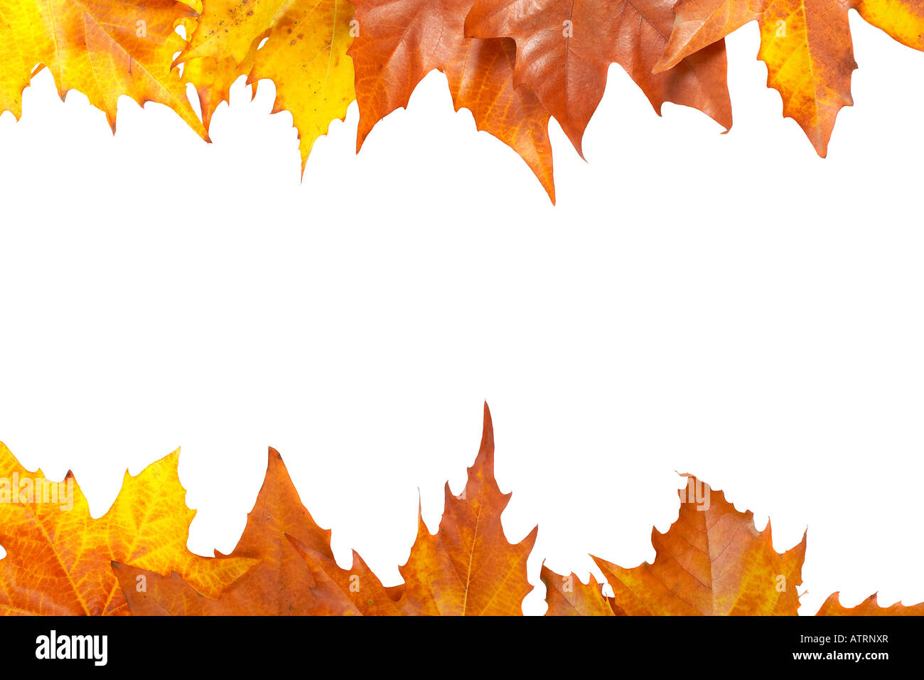 Colorful autumn border made from leaves isolated on white background ...
