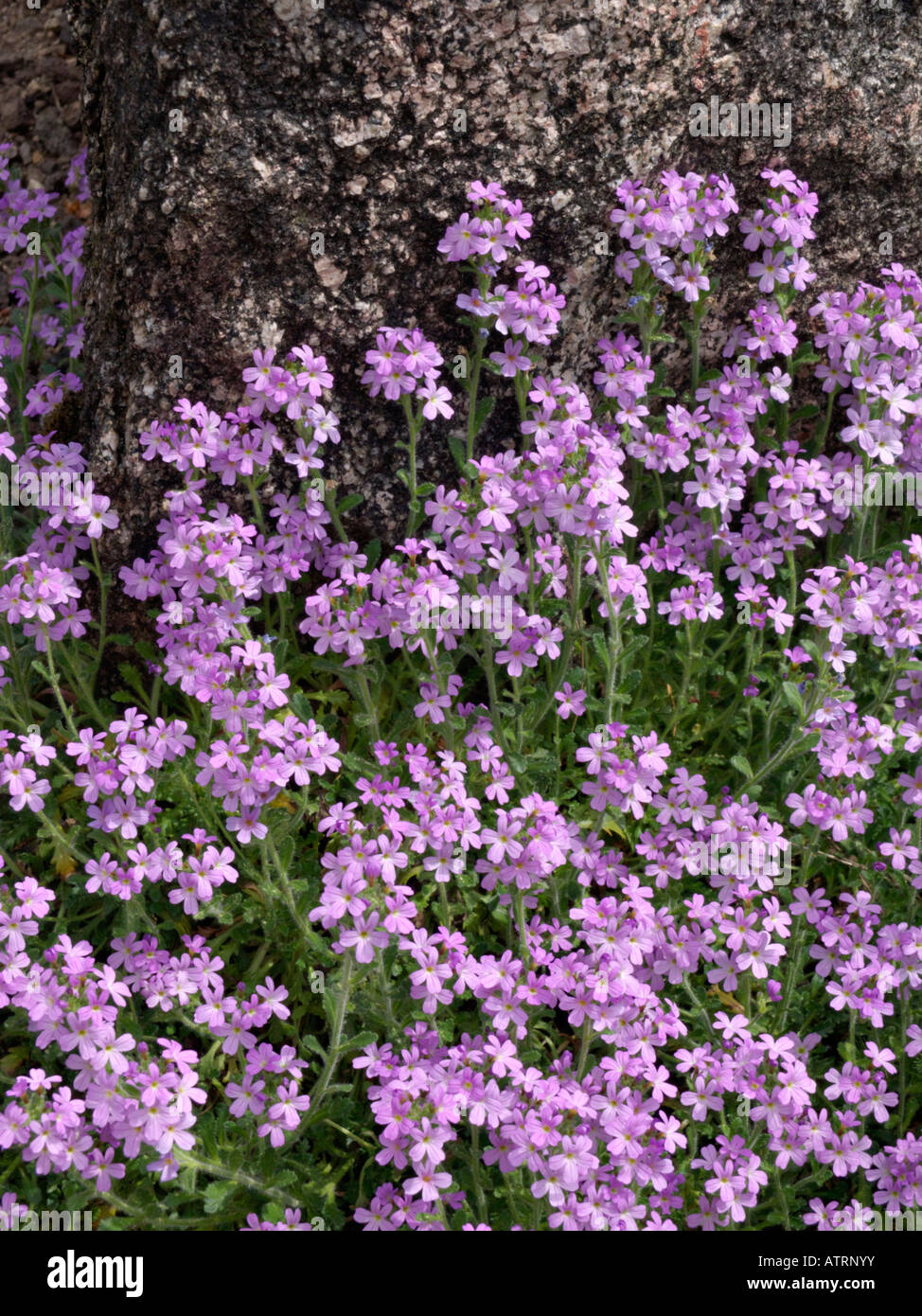 Pink campion flower hi-res stock photography and images - Alamy