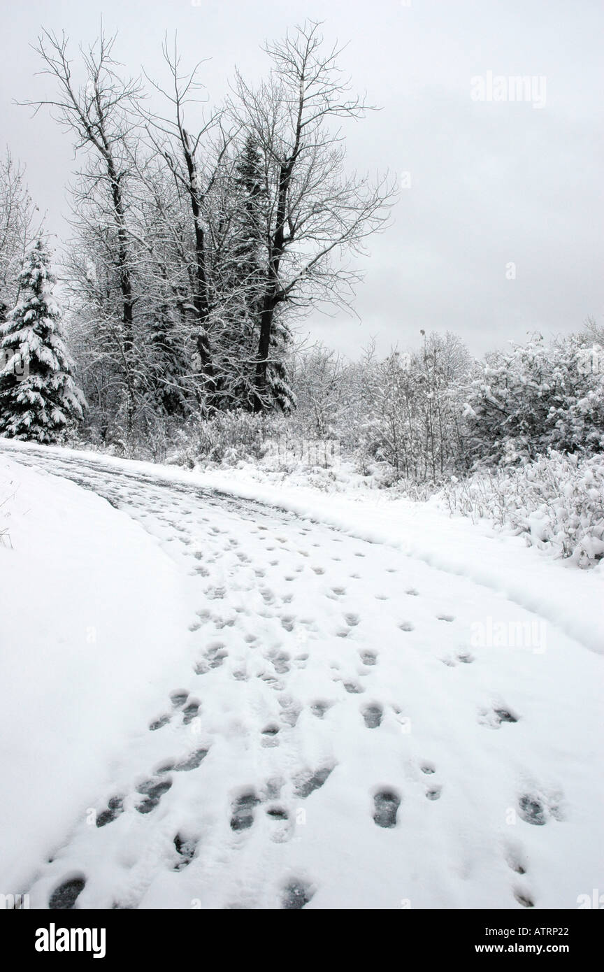 Footprints on Snow Covered Path Stock Photo - Alamy