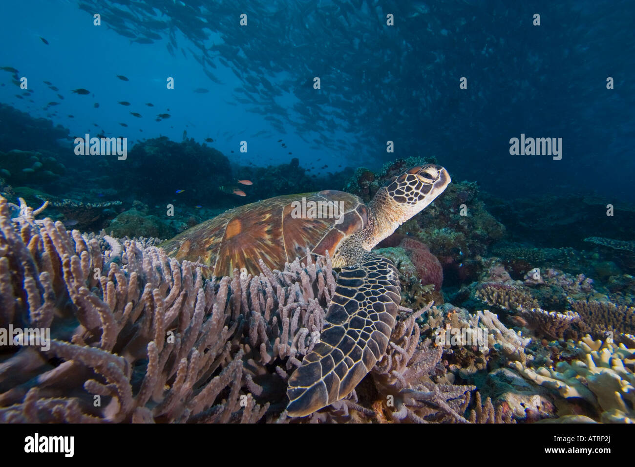 A reef scene with a green sea turtle, Chelonia mydas, and an enormous ...