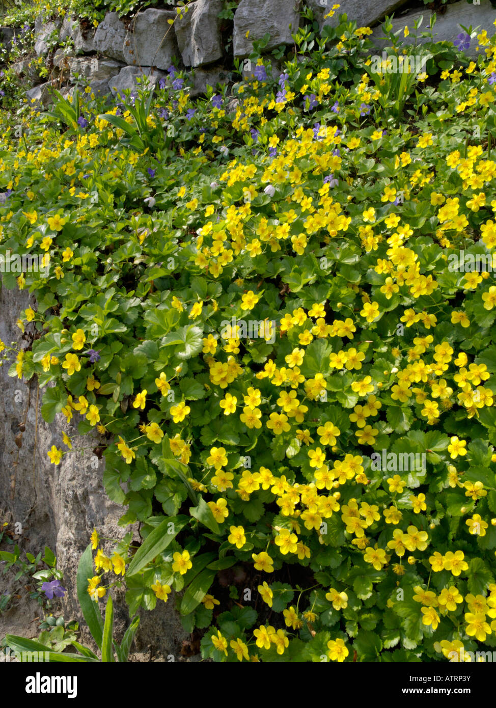 Waldsteinia ternata hi-res stock photography and images - Alamy