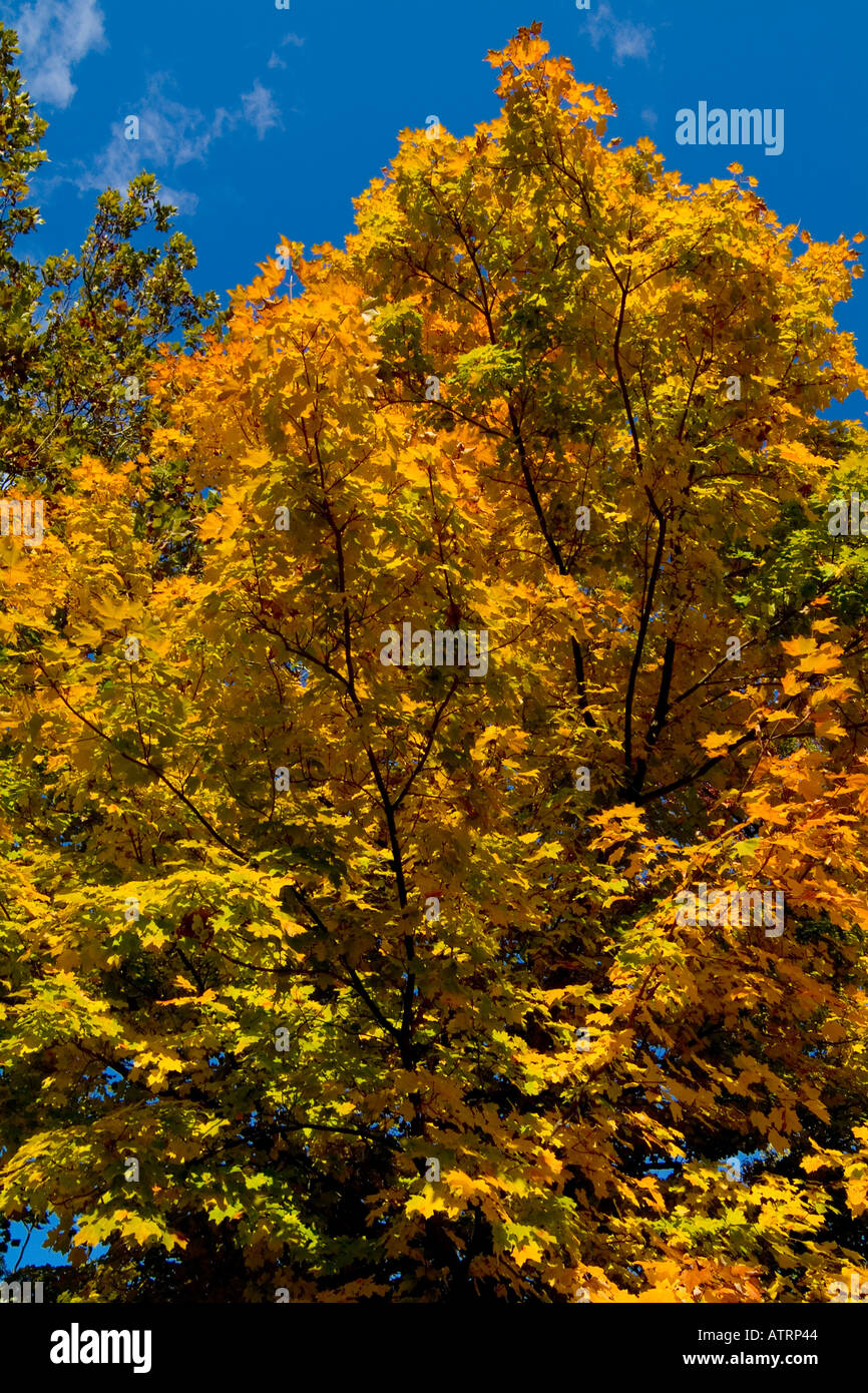 Tree with colorful fall foliage Stock Photo - Alamy