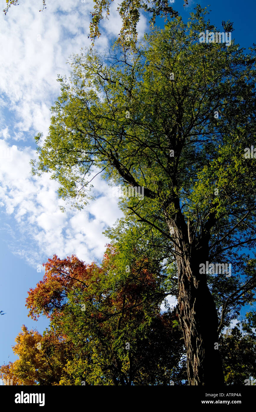 Towering tree with blue sky and clouds Stock Photo - Alamy