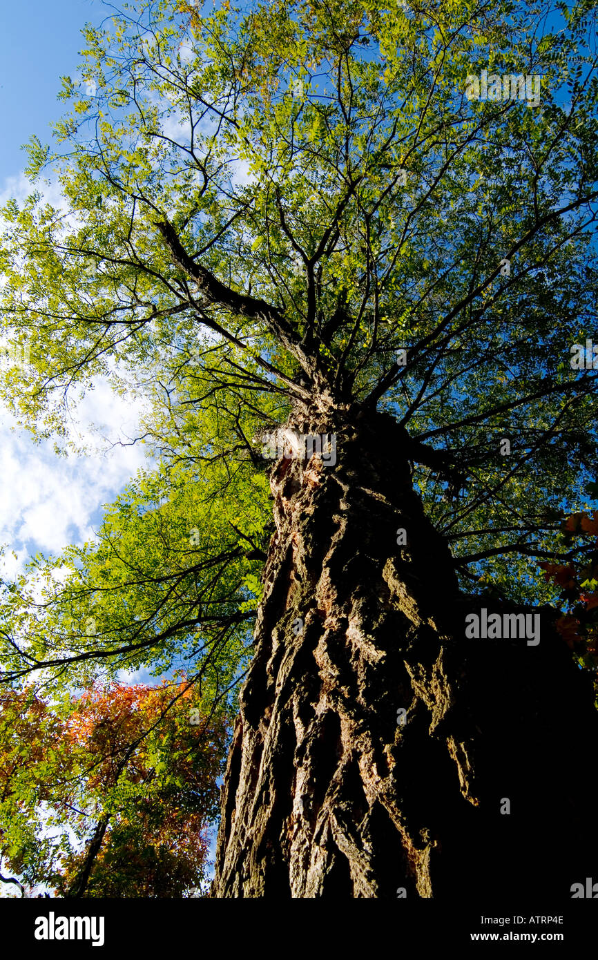 Towering tree with blue sky and clouds Stock Photo - Alamy
