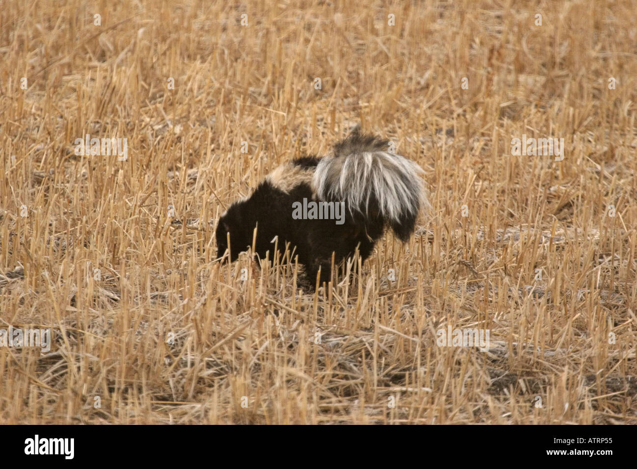 Striped Skunk in a stubble field in scenic Southern Saskatchewan Stock ...