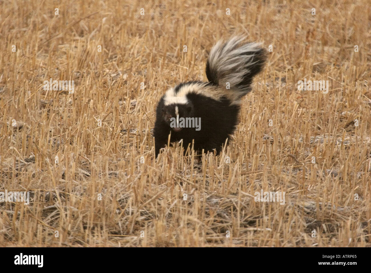 A Striped Skunk in a stubble field in scenic Southern Saskatchewan ...