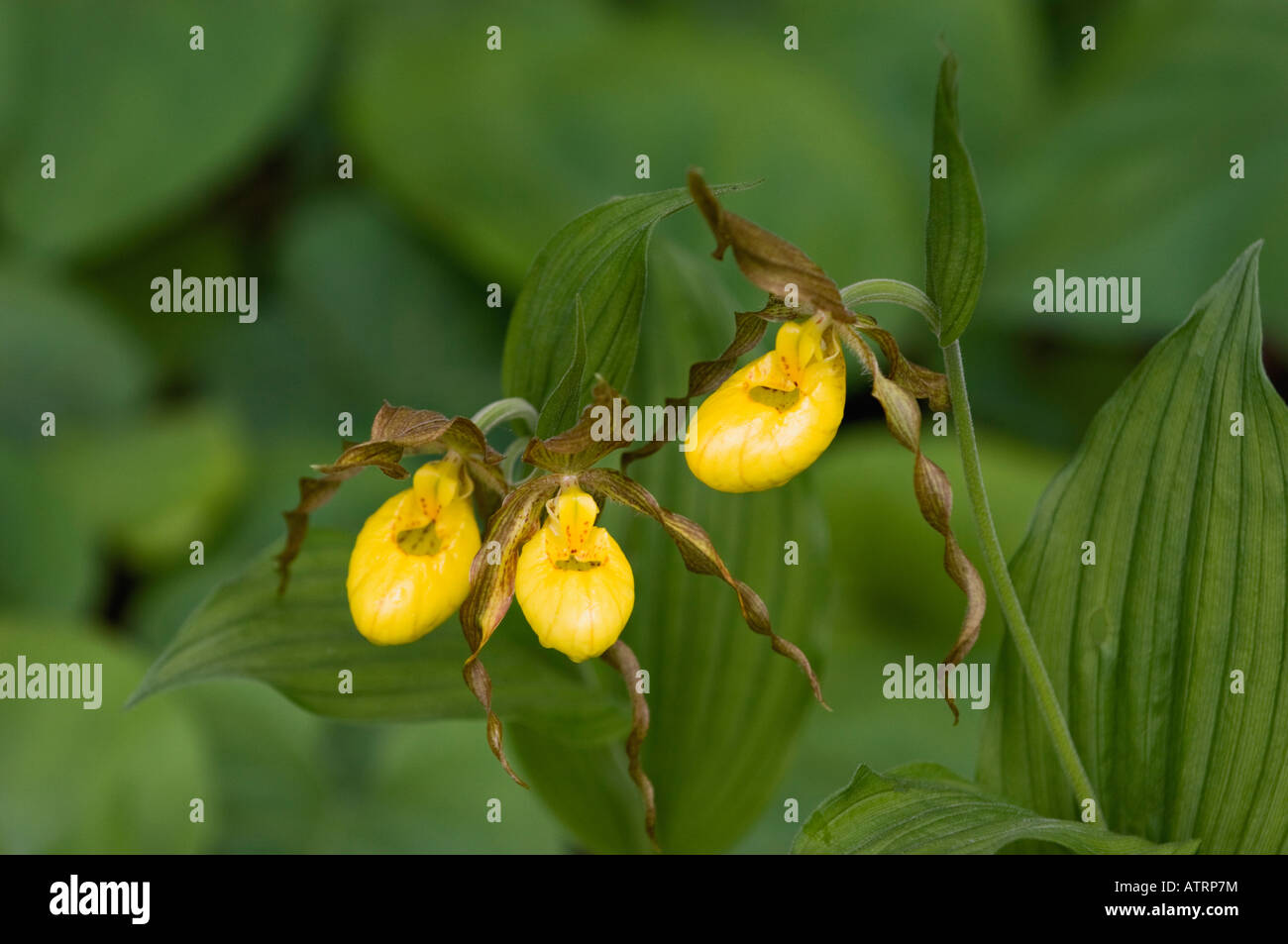 Ladys slippers hi-res stock photography and images - Alamy