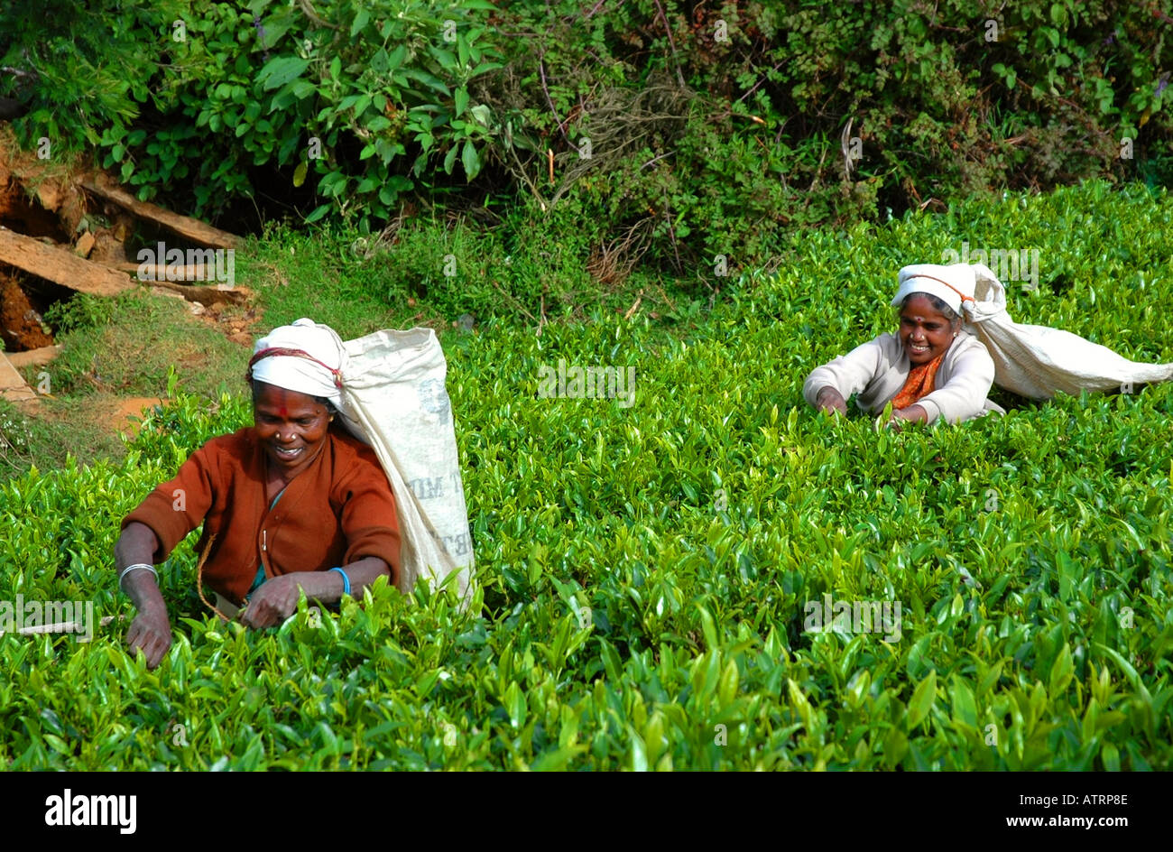 Tea export commodity hi-res stock photography and images - Alamy