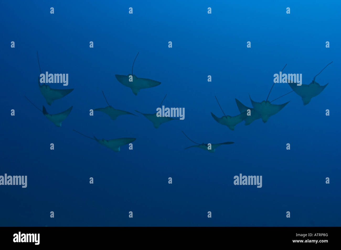 Spotted eagle rays, Aetobatis narinari, Hawaii Stock Photo - Alamy