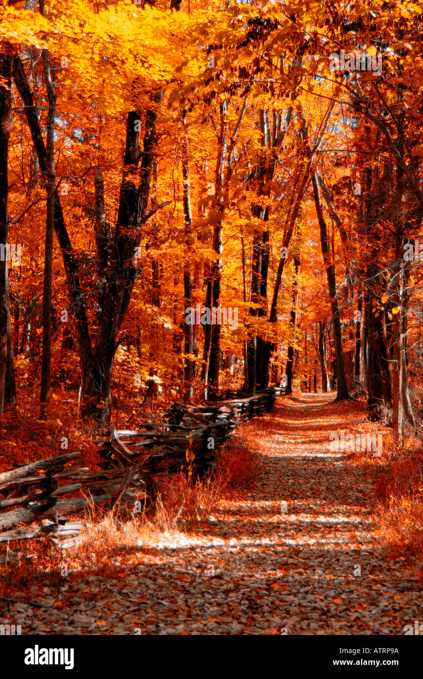 Forest scene with trees and colorful fall foliage with split rail fence ...