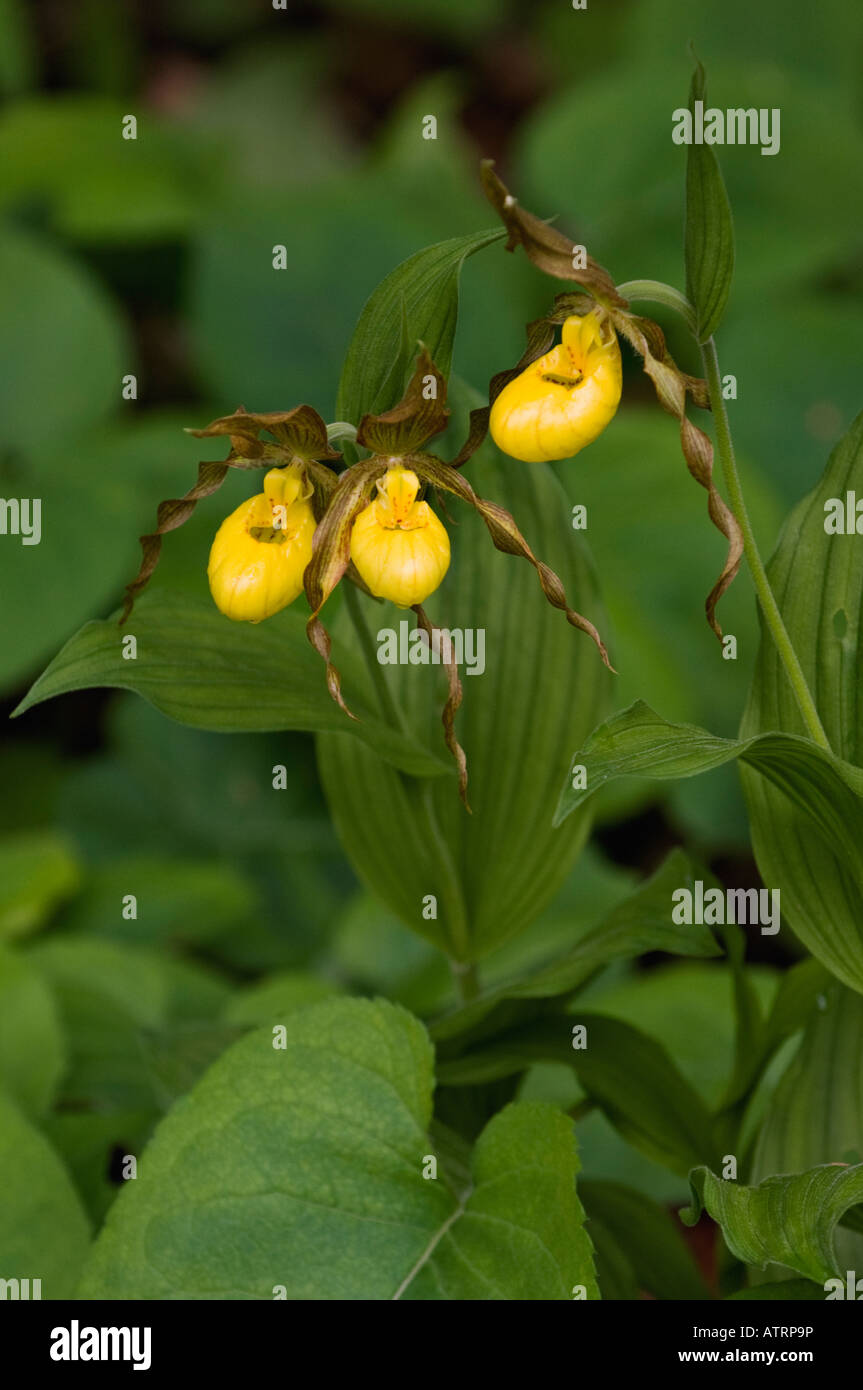 Ladys slippers hi-res stock photography and images - Alamy