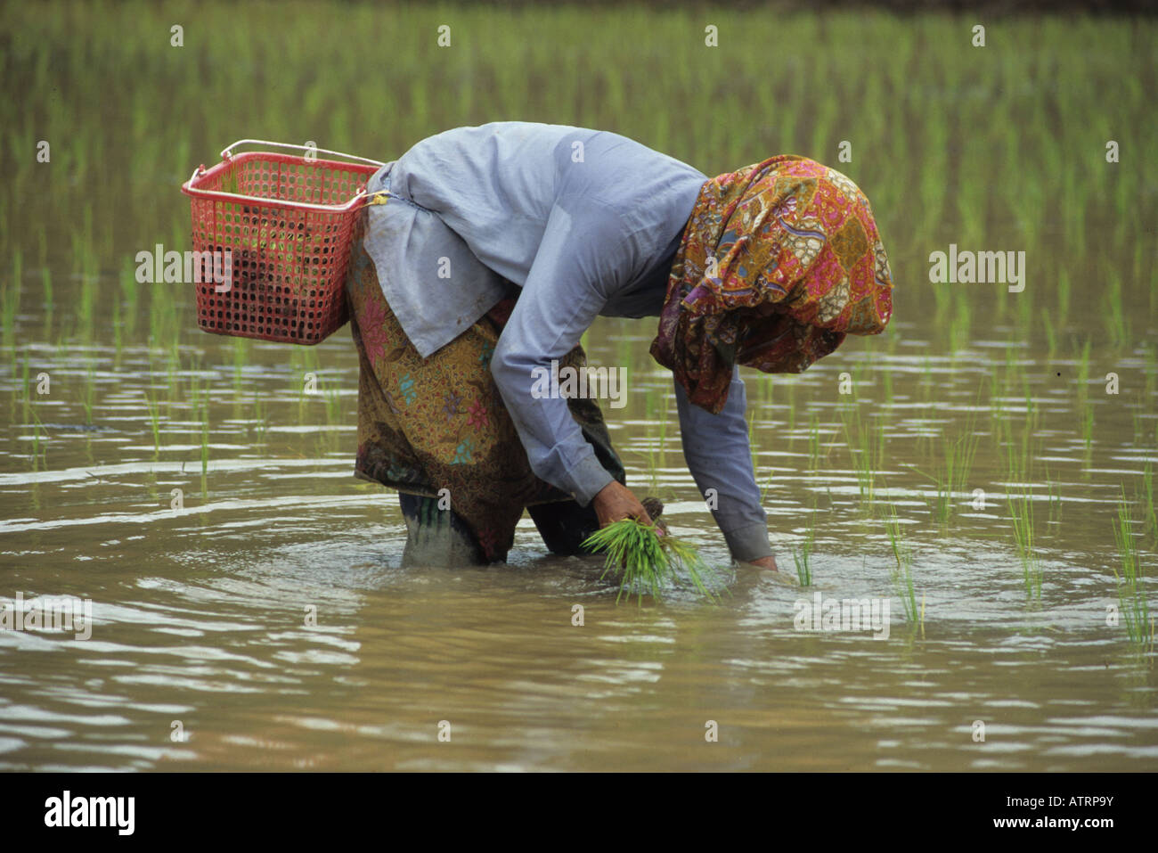 Lady planting rice hi-res stock photography and images - Alamy