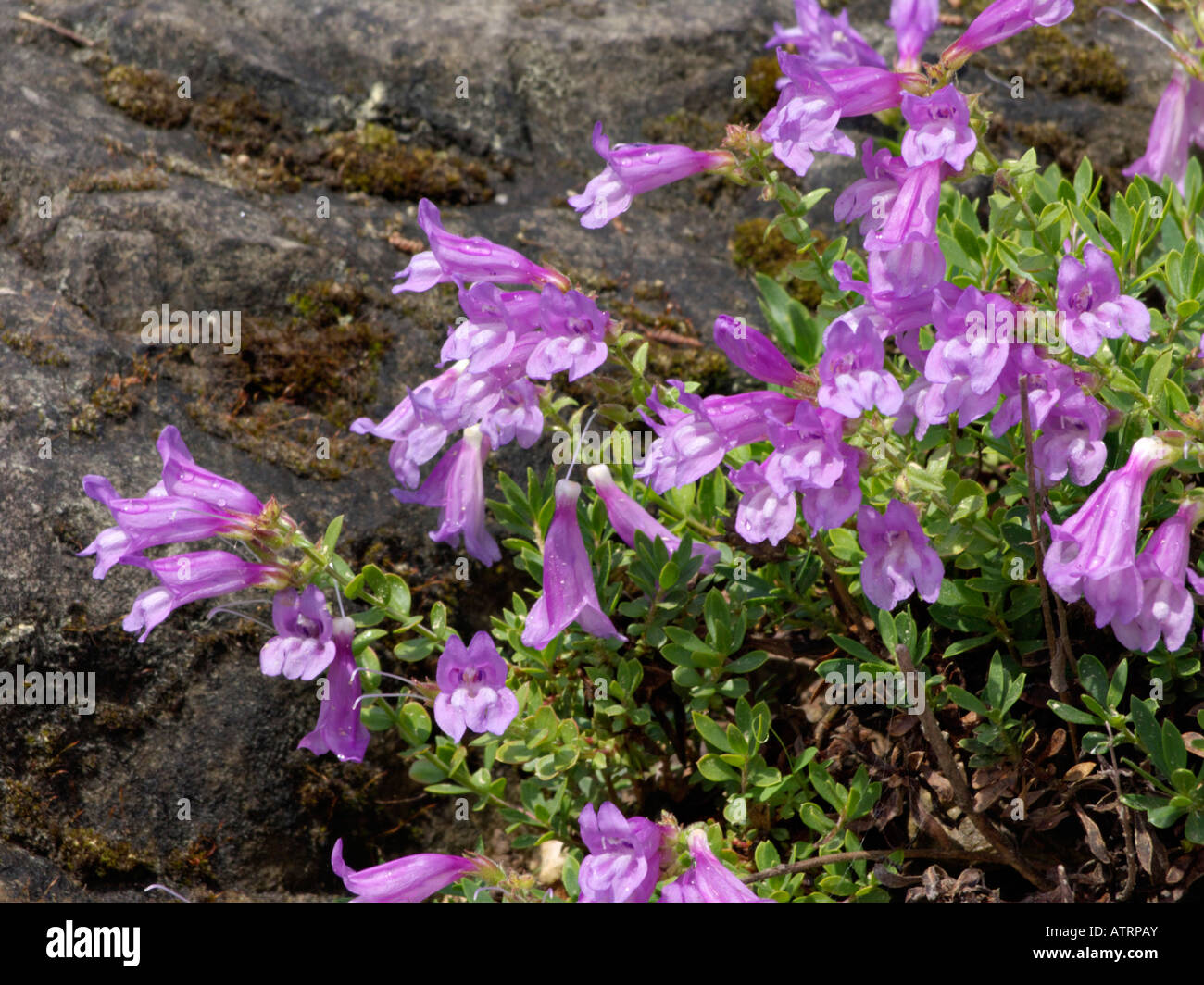 Meadow beard tongue (Penstemon rydbergii Stock Photo - Alamy