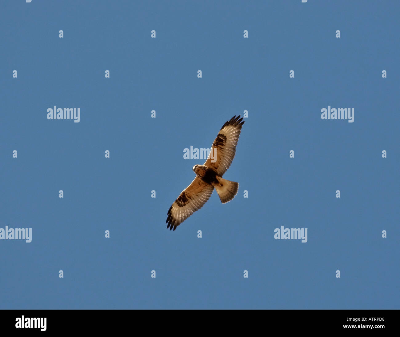 Rough legged hawks hi-res stock photography and images - Alamy
