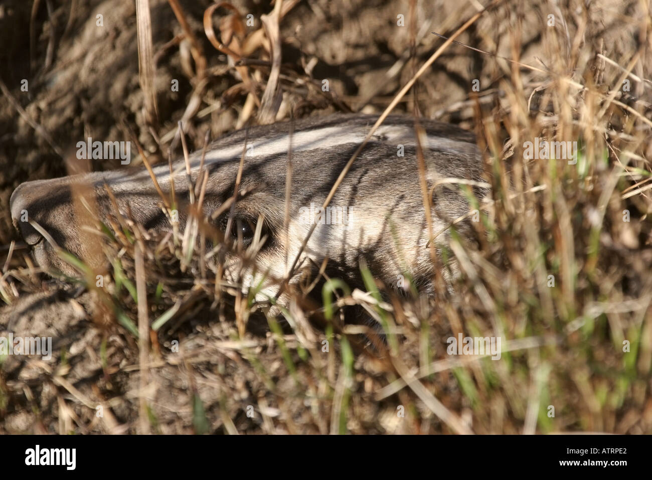 American badger hole hi-res stock photography and images - Alamy