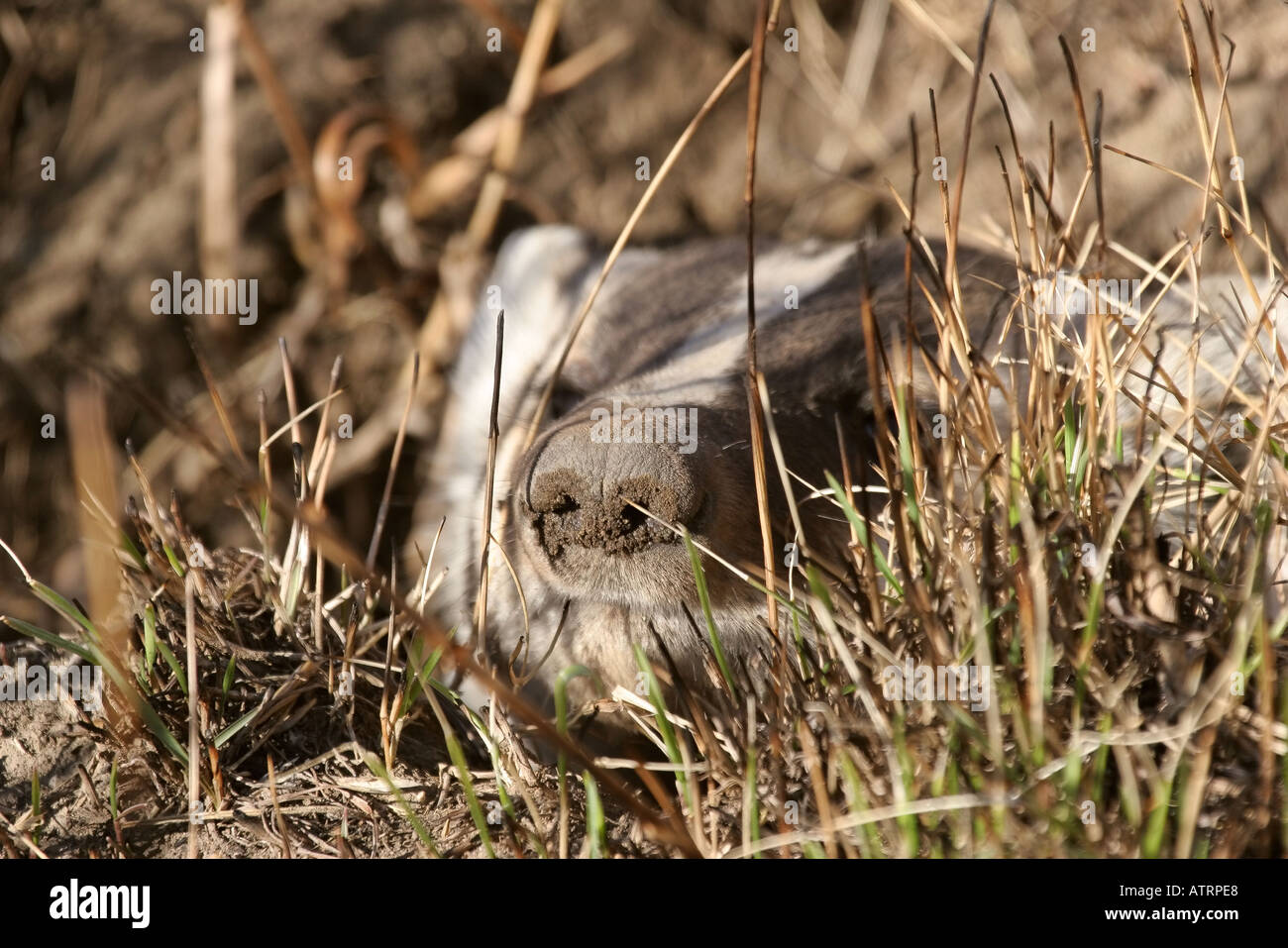 American badger hole hi-res stock photography and images - Alamy