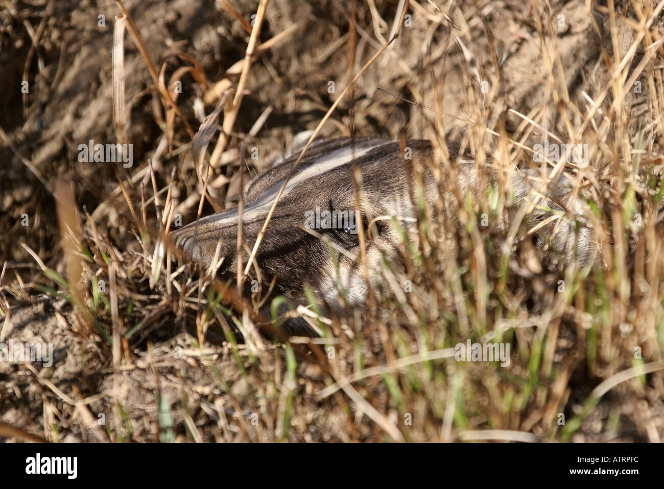 American badger hole hi-res stock photography and images - Alamy