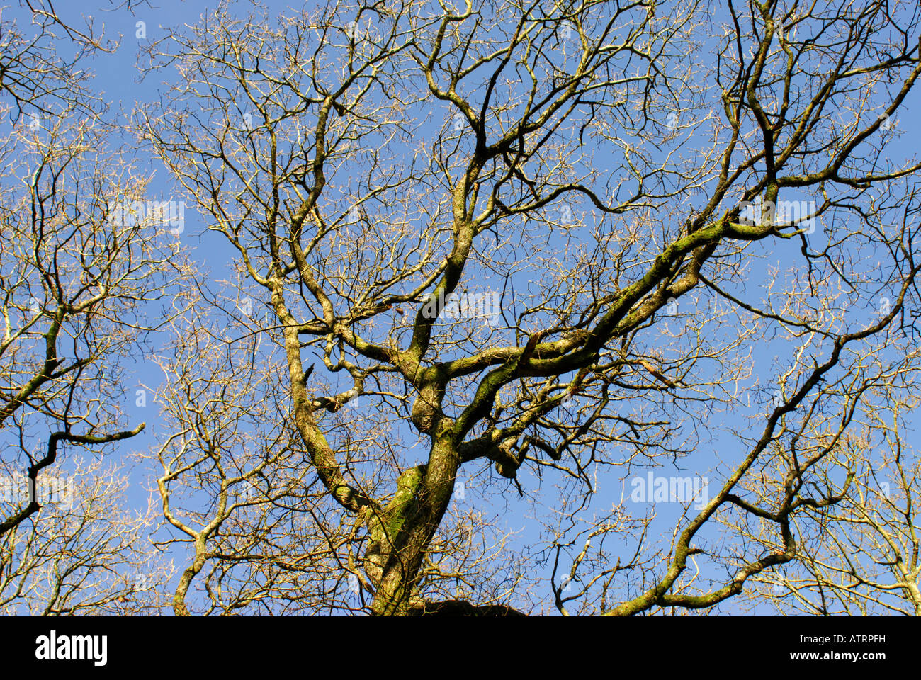 Knarled tree branches hi-res stock photography and images - Alamy