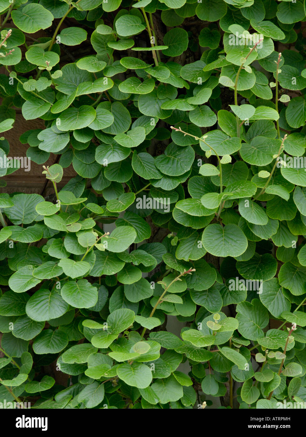 Fuzzy kiwi (Actinidia deliciosa Stock Photo - Alamy