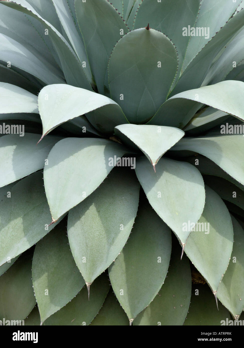 Agave (Agave parryi Stock Photo - Alamy