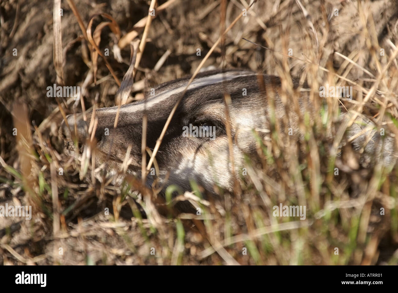 American badger hole hi-res stock photography and images - Alamy