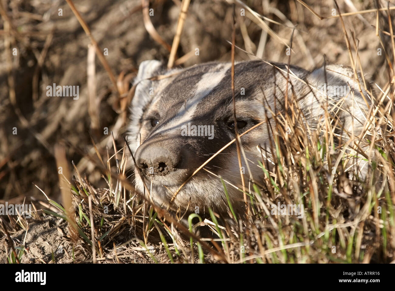 American badger hole hi-res stock photography and images - Alamy