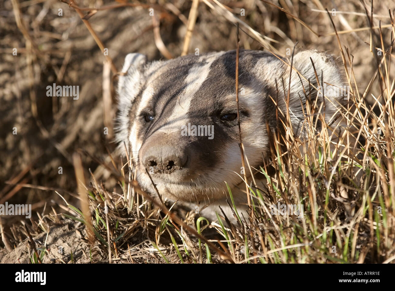 American badger hole hi-res stock photography and images - Alamy