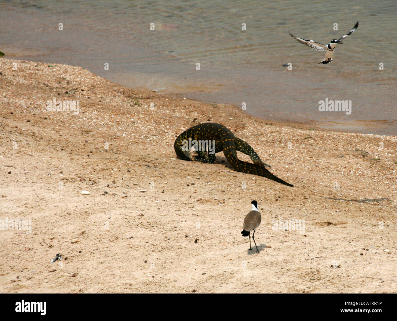 Nile monitor lizard hi-res stock photography and images - Alamy