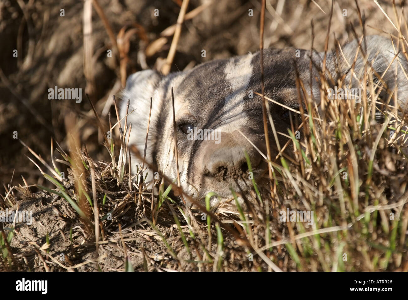 A badger peaking out of its hole in scenic Southern Saskatchewan Stock ...