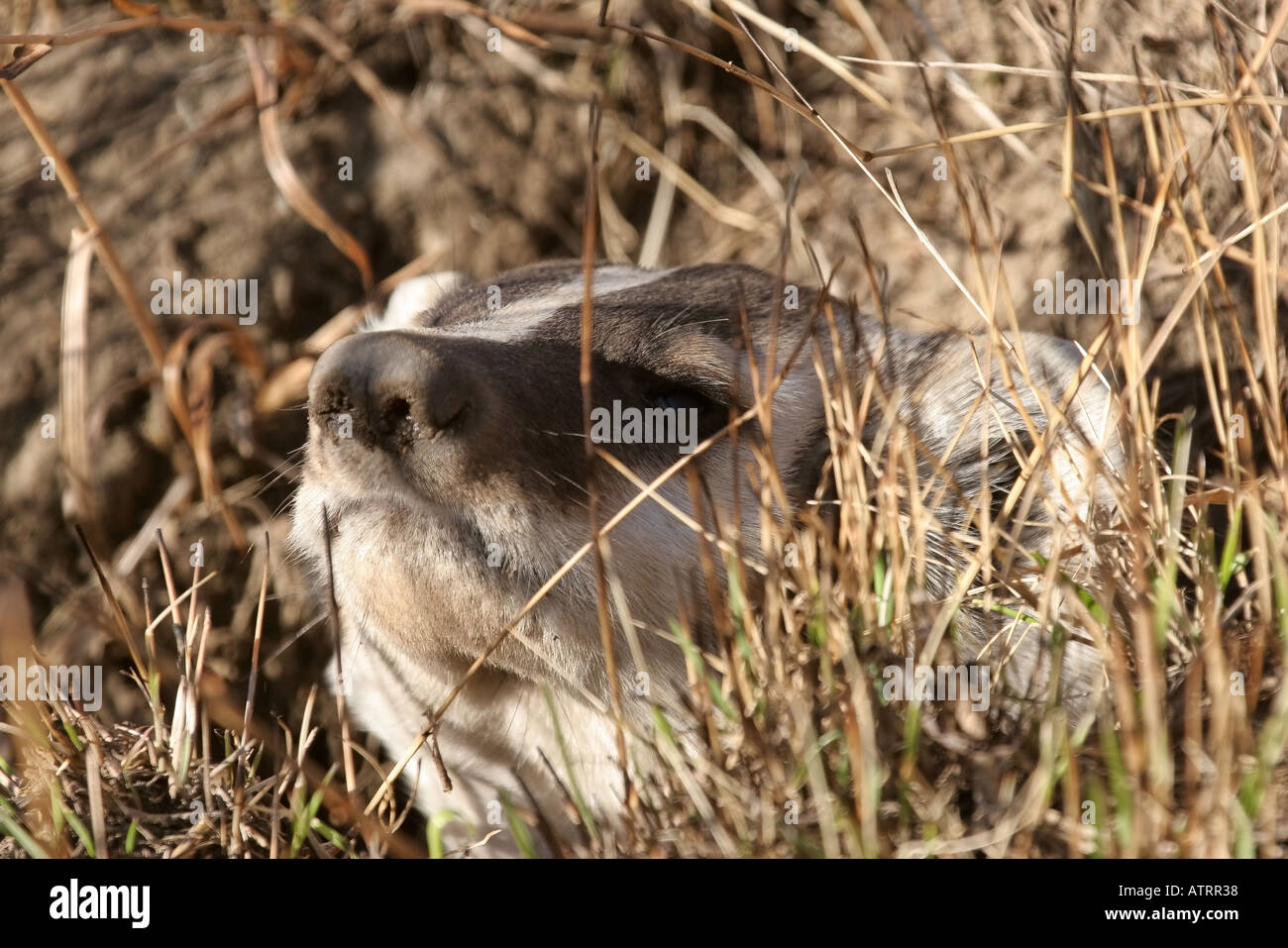 American badger hole hi-res stock photography and images - Alamy