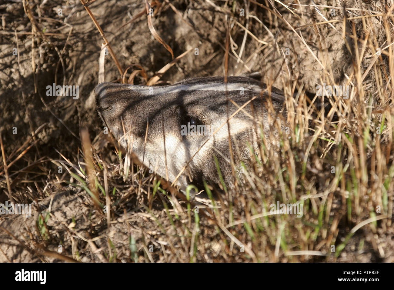 American badger hole hi-res stock photography and images - Alamy