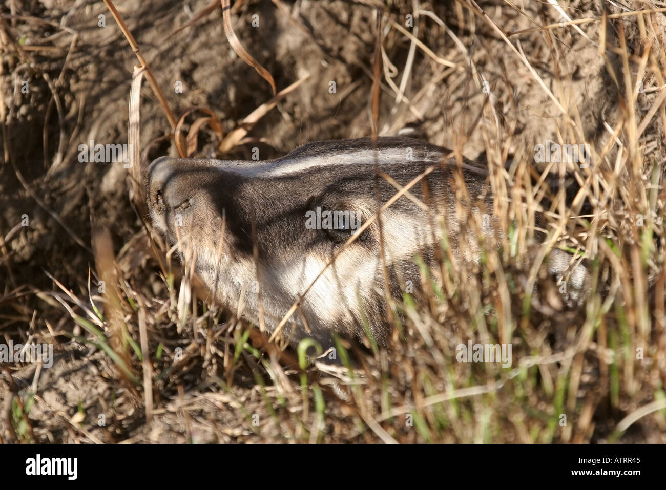American badger hole hi-res stock photography and images - Alamy