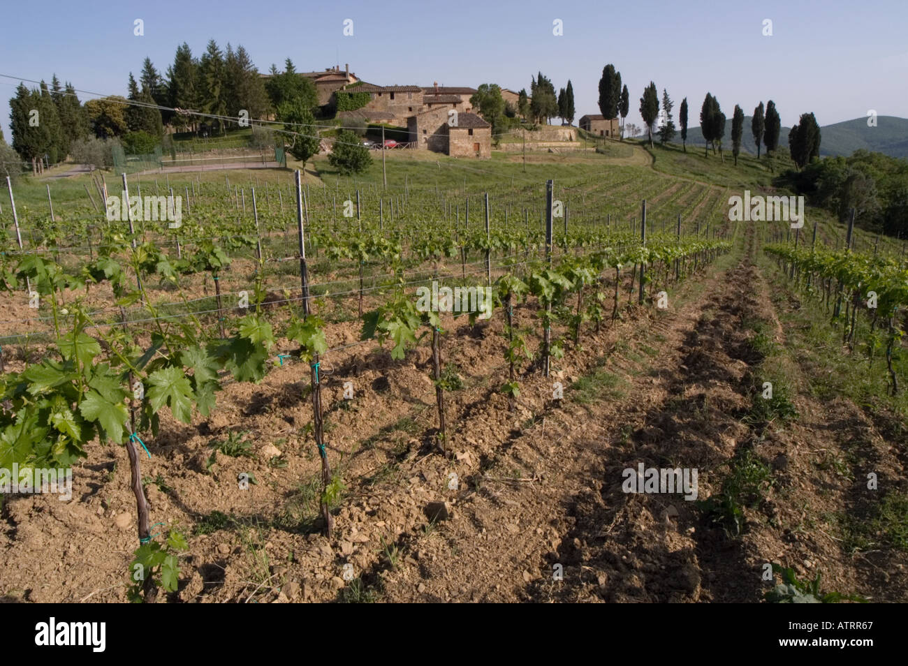 Consorzio del vino chianti classico hi-res stock photography and images ...