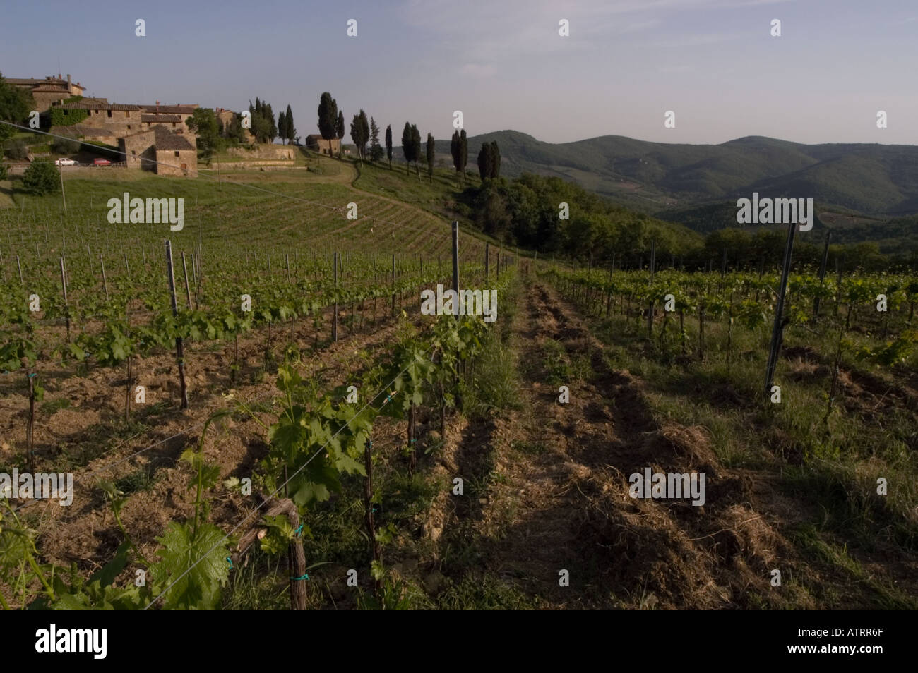 Castelvecchi vineyard in the Chianti region of Tuscany Italy Stock ...
