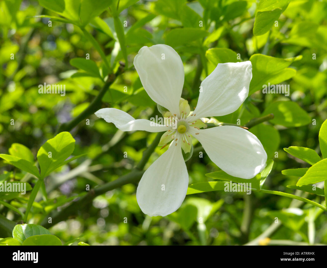 Bitter orange (Poncirus trifoliata Stock Photo - Alamy
