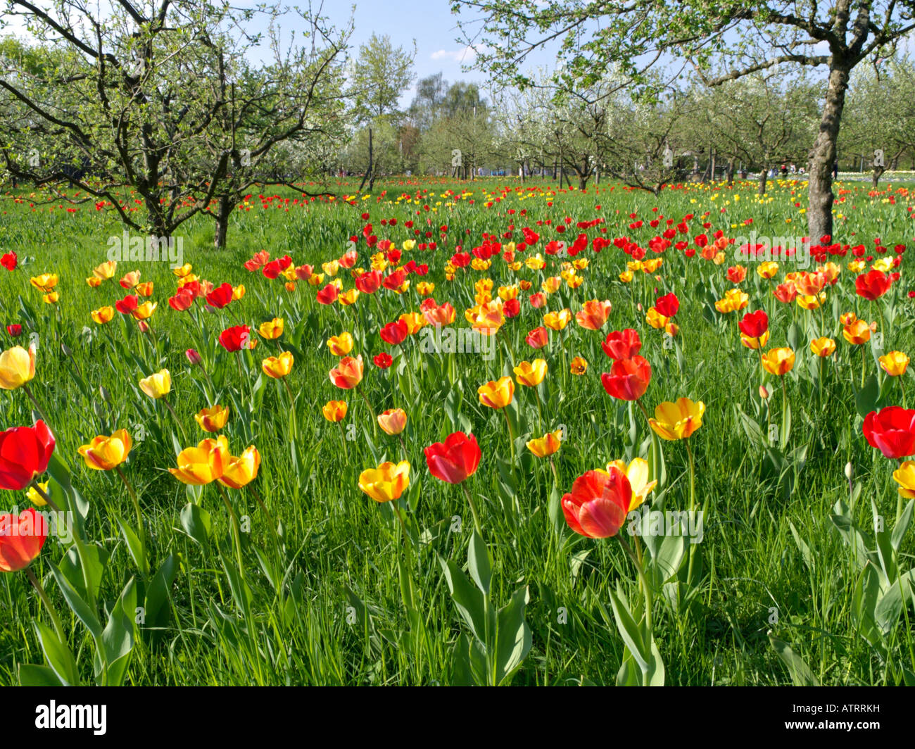 Orchard with tulips Stock Photo - Alamy