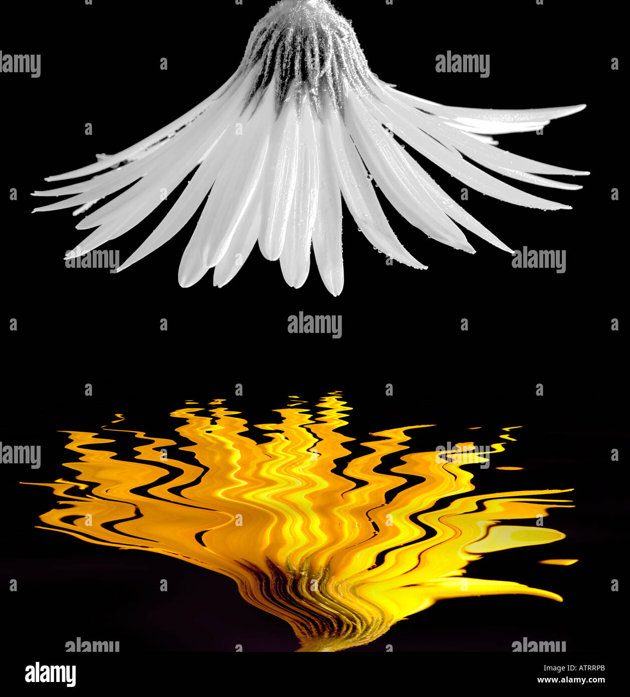 Pleasing contrast hi-res stock photography and images - Alamy