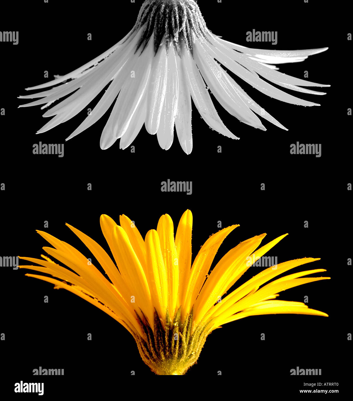 Pleasing contrast hi-res stock photography and images - Alamy