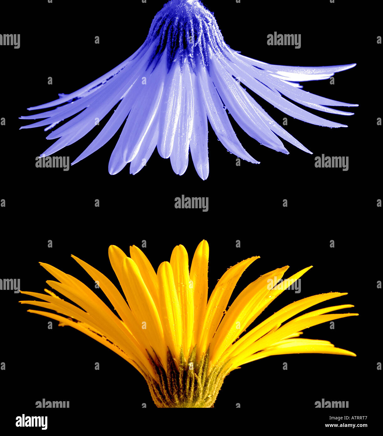 Blue and Yellow Stock Photo - Alamy