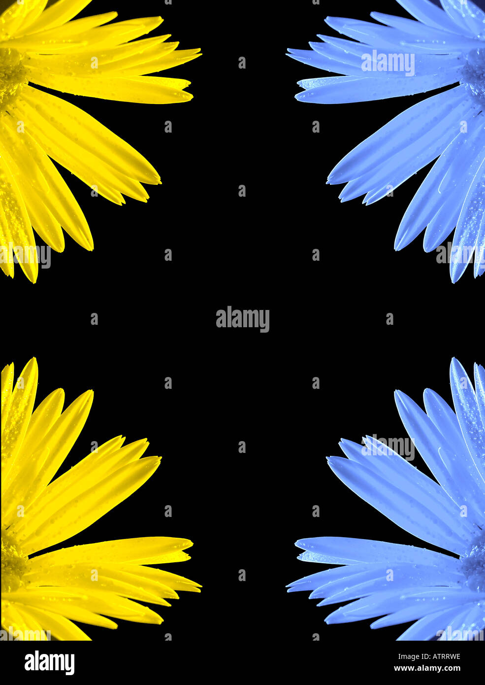 Four Gerbera's blue and yellow Stock Photo - Alamy