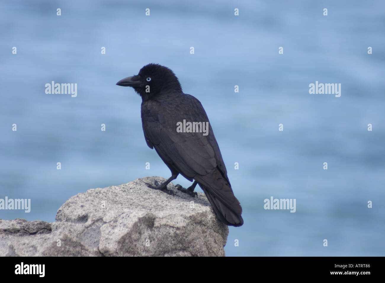 BLACK CROW ON A ROCK NEAR WATER Stock Photo - Alamy