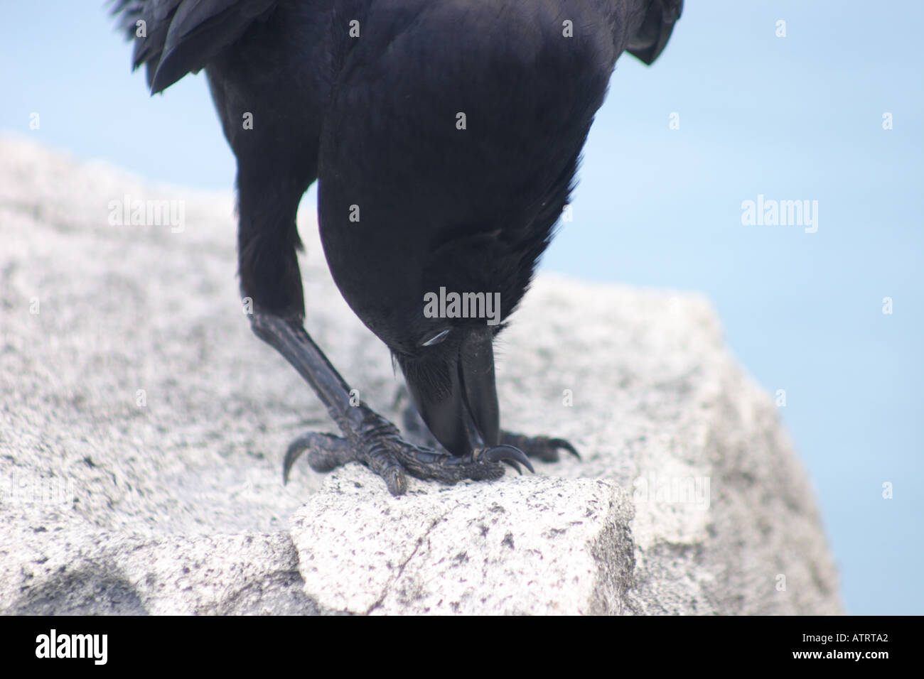 BLACK CROW ON A ROCK NEAR WATER Stock Photo - Alamy