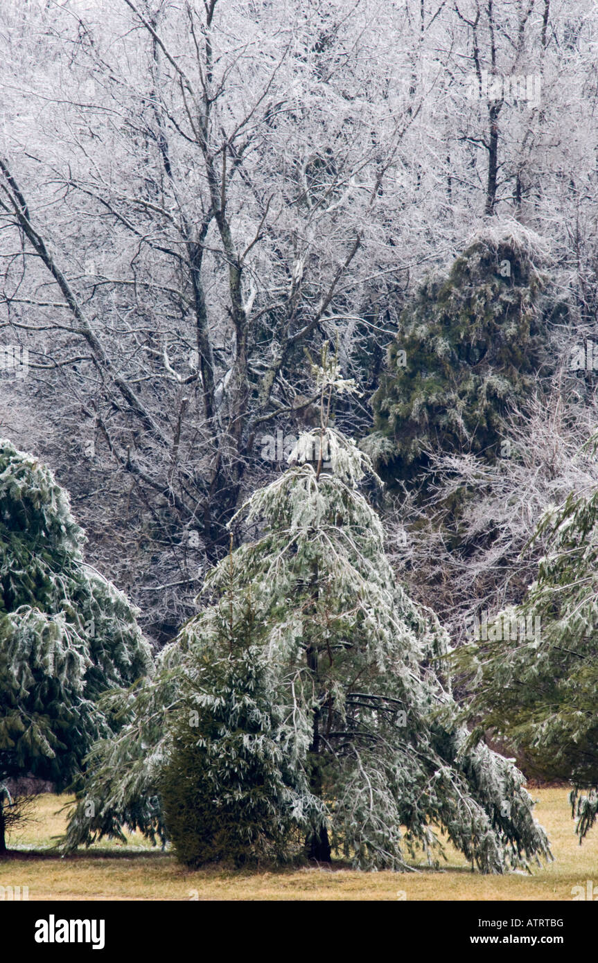 Tree precipitation hi-res stock photography and images - Alamy