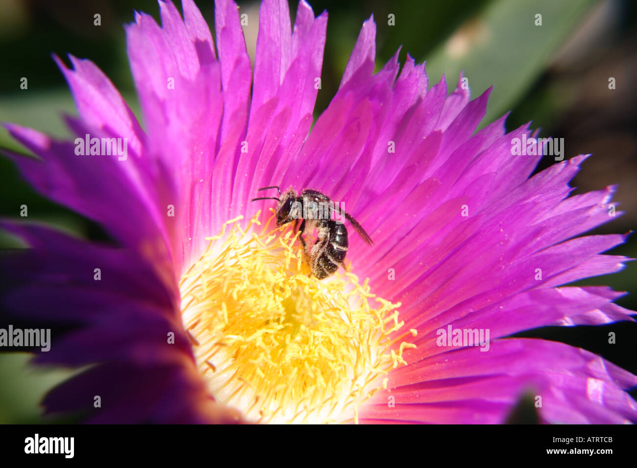 Bee buzzing around flower hi-res stock photography and images - Alamy
