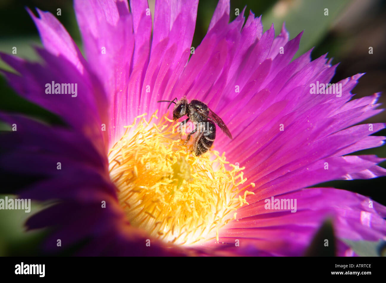 Bee buzzing around flower hi-res stock photography and images - Alamy