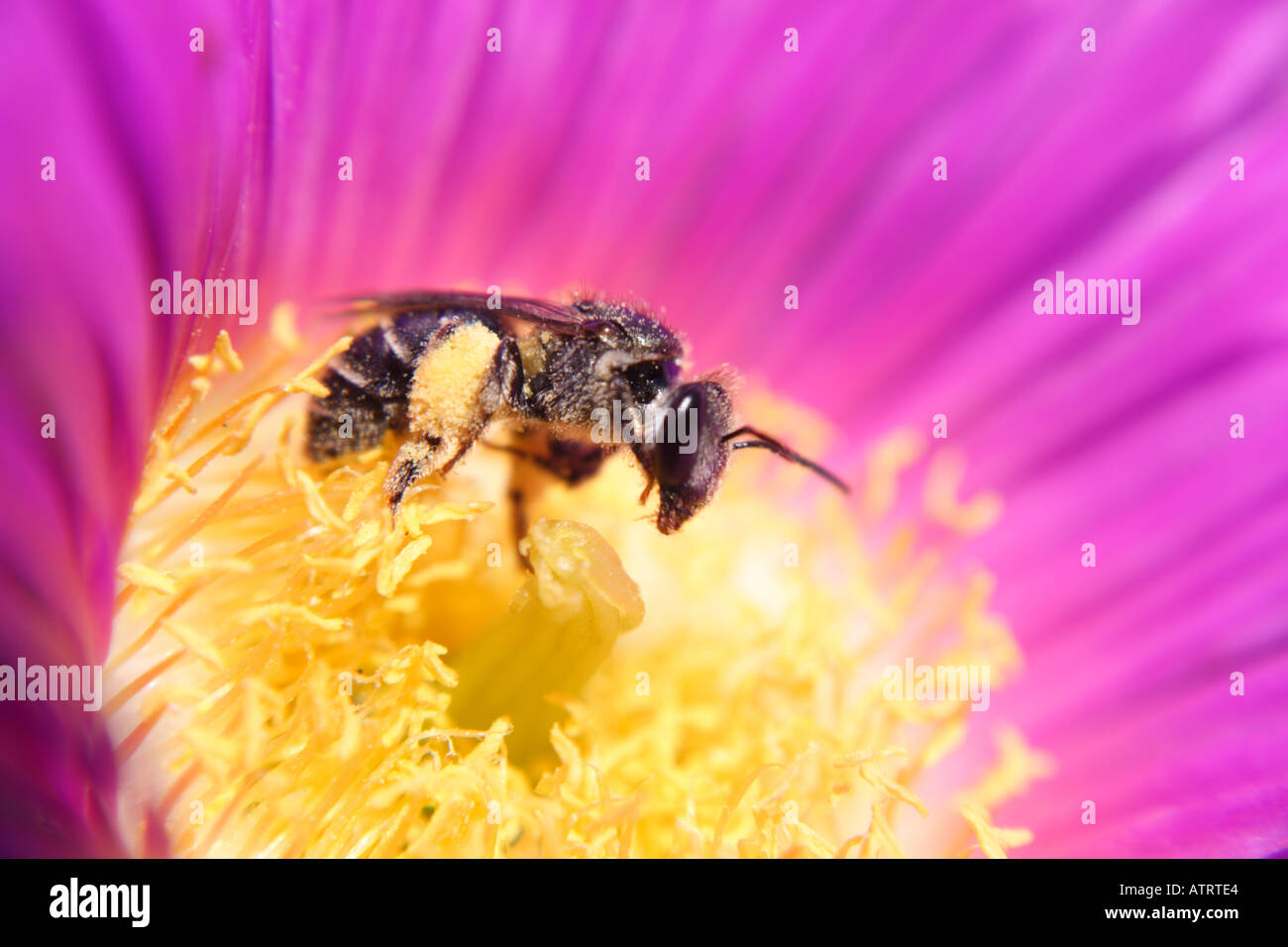 Bee buzzing around flower hi-res stock photography and images - Alamy
