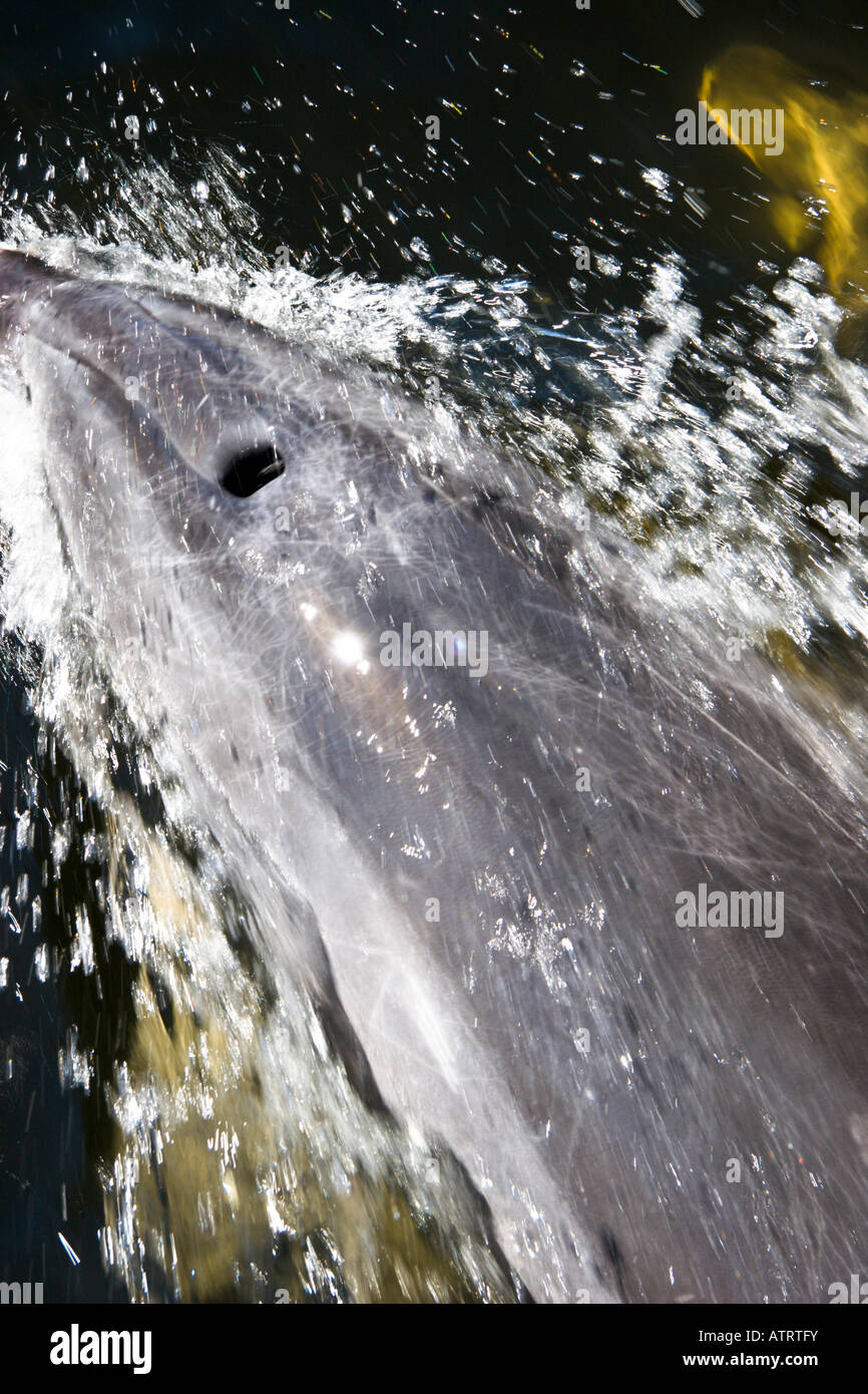 Bottlenose Dolphin surfs a boat's bow wave in Milford Sound Stock Photo ...