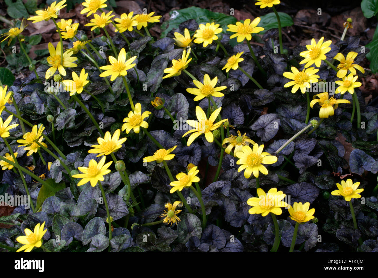 Brazen hussy hi-res stock photography and images - Alamy